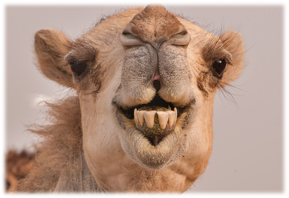 Camels are amazing! They drink salt water, eat thorns, and have extra ...